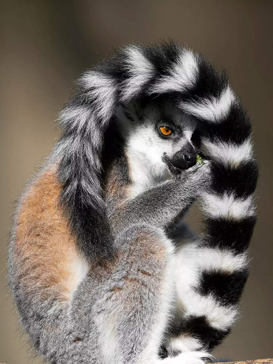 10 animals call Africa home | Times of India