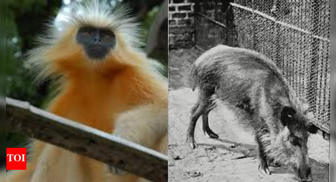 7 Rare animals you may not have heard about | - Times of India