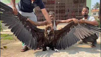 Rare Himalayan griffon vulture rescued from K’pada village ...
