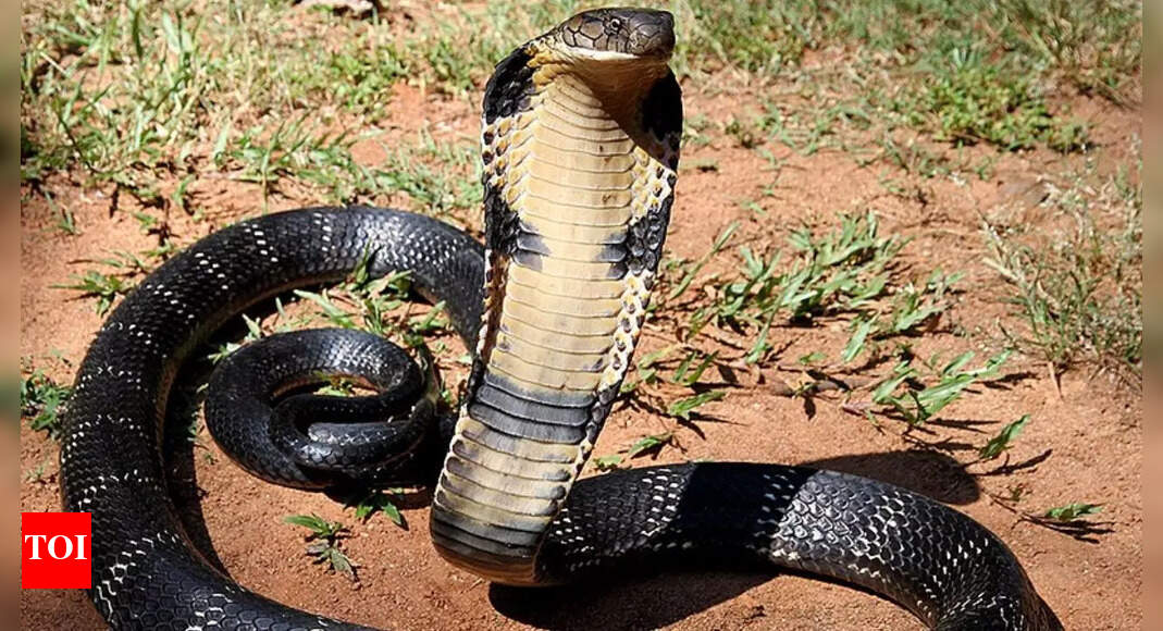 How long do king cobras live? Understand the lifespan of king cobras ...