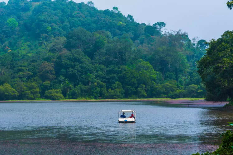 Exploring Wayanad’s wild side: Dive into waterfalls, wildlife, and tea ...