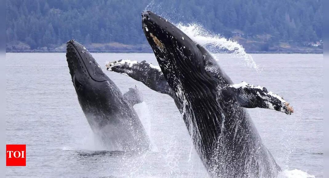 New study reveals some whales can live up to 150 years, shattering old ...
