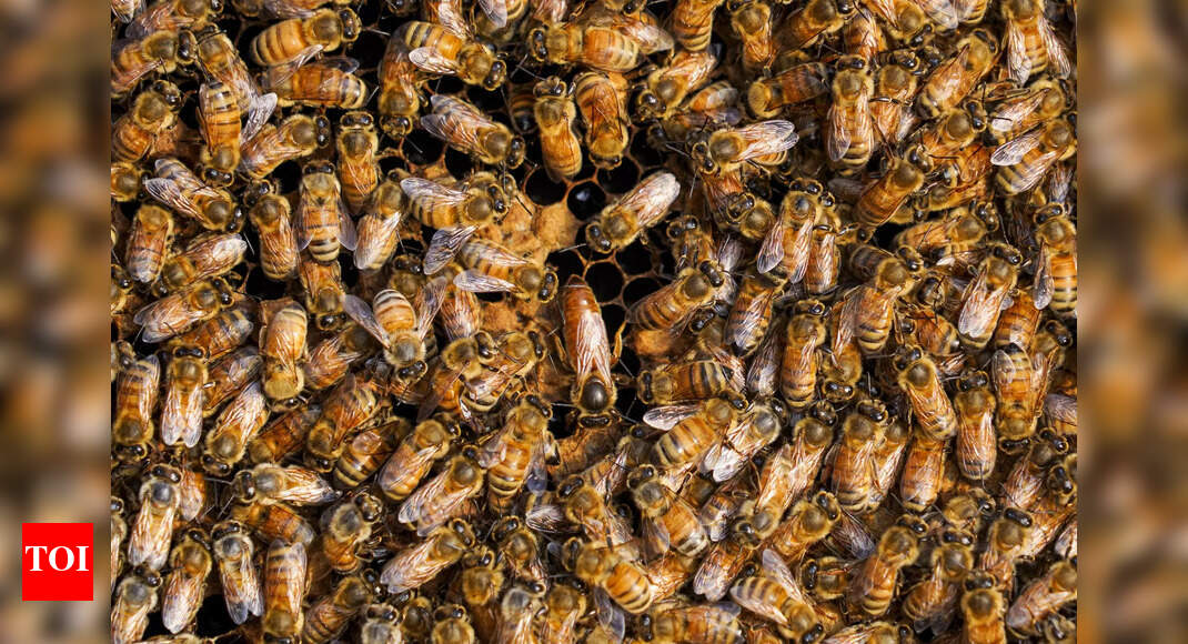 Thane Bee Attack: 5 teens injured in bee attack during hike at Sanjay Gandhi National Park ...