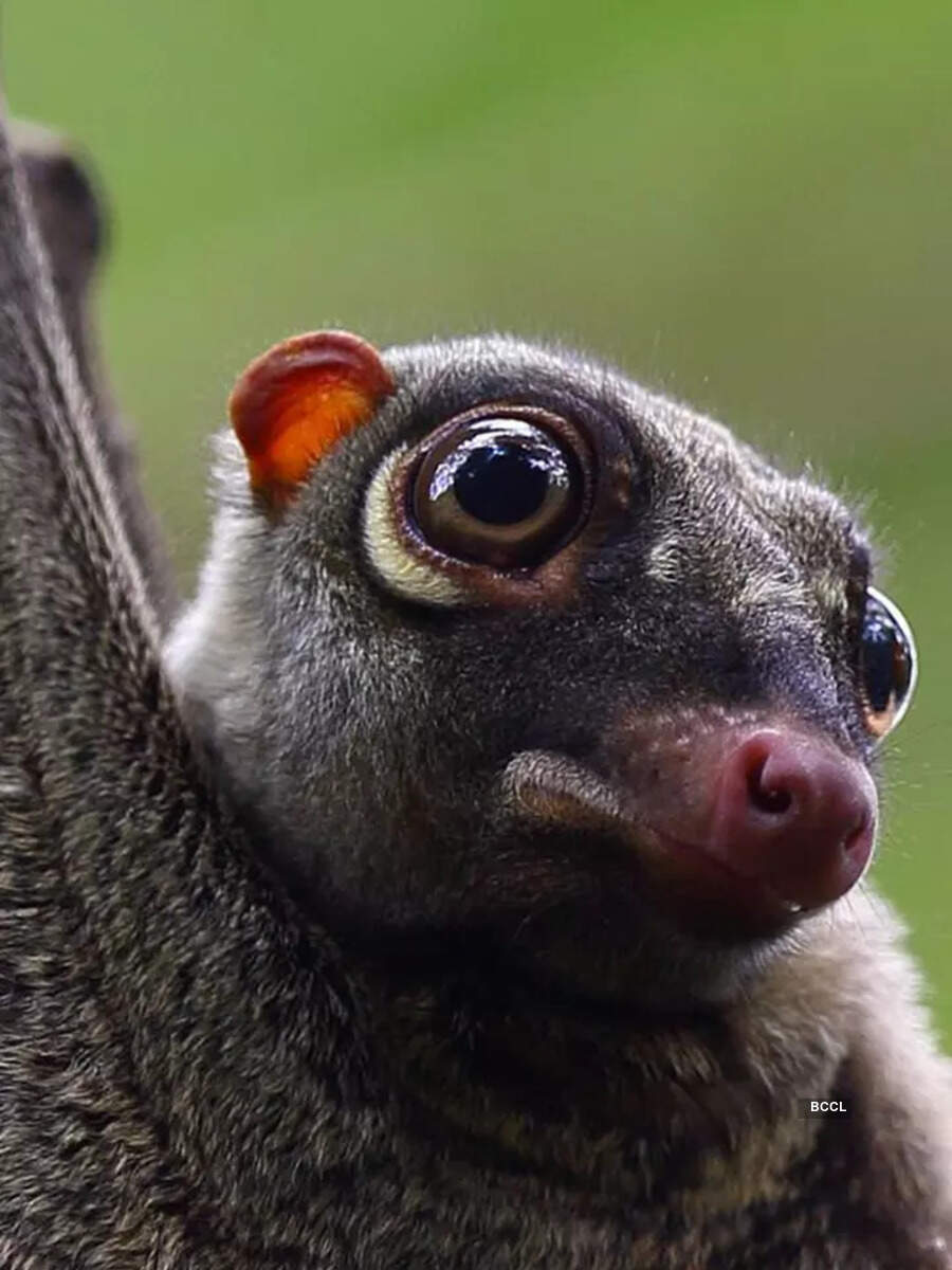 Winged wonders of the animal kingdom | Times of India