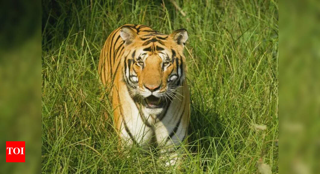 PTR records 7 tiger attacks in 2024 | Agra News - Times of India