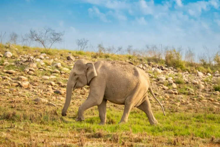 6 reasons why Rajaji National Park is such a big hit with wildlife ...