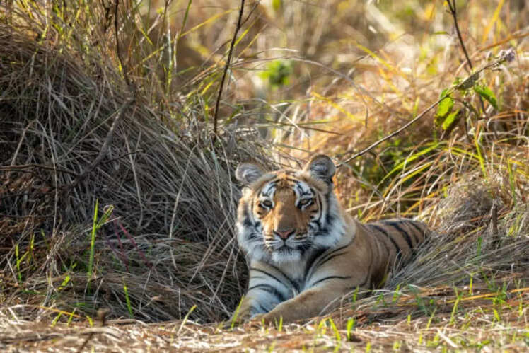 6 reasons why Rajaji National Park is such a big hit with wildlife ...