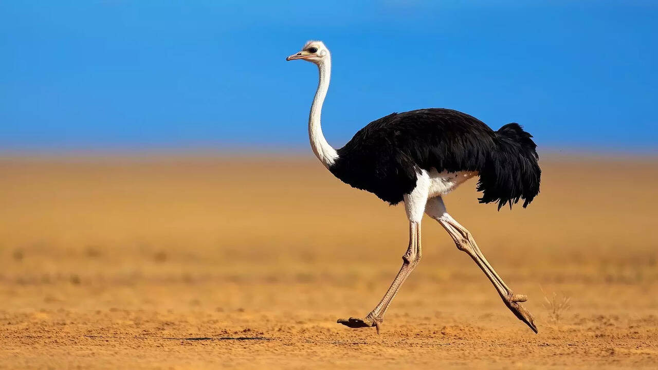 Ostrich Secrets: Why Their Eyes Are Bigger Than Their Brain