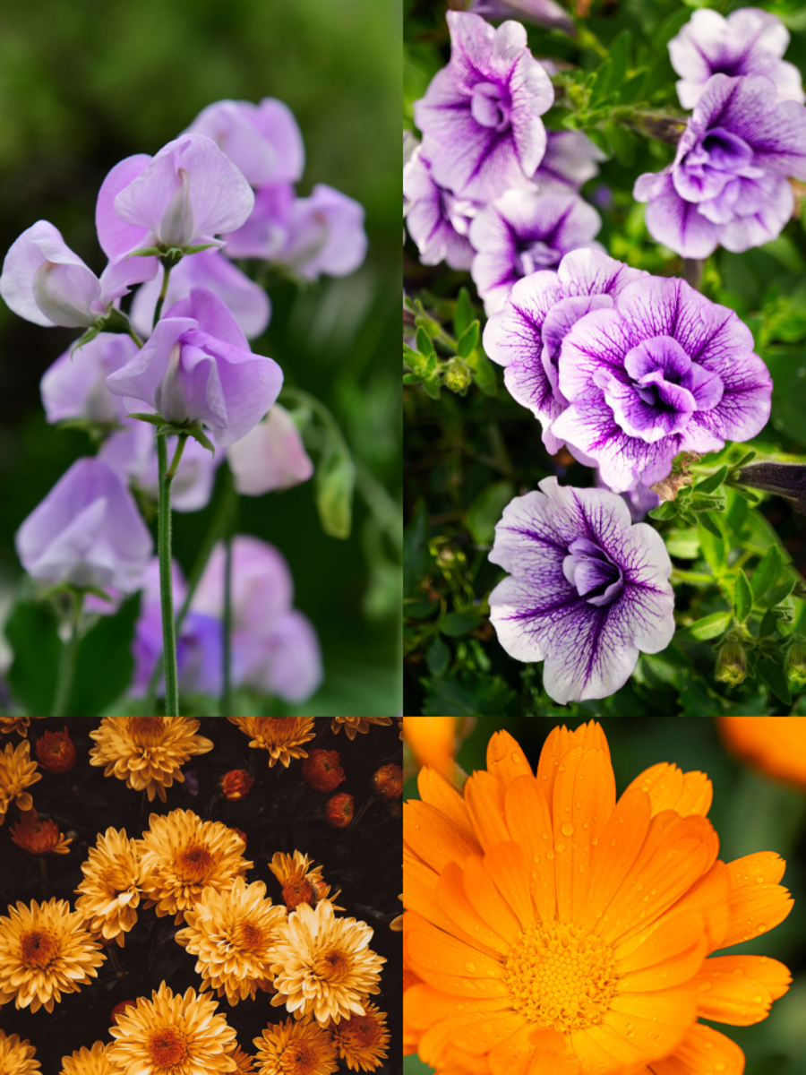 10 Beautiful Winter Flowers That Grow In January | Times Now