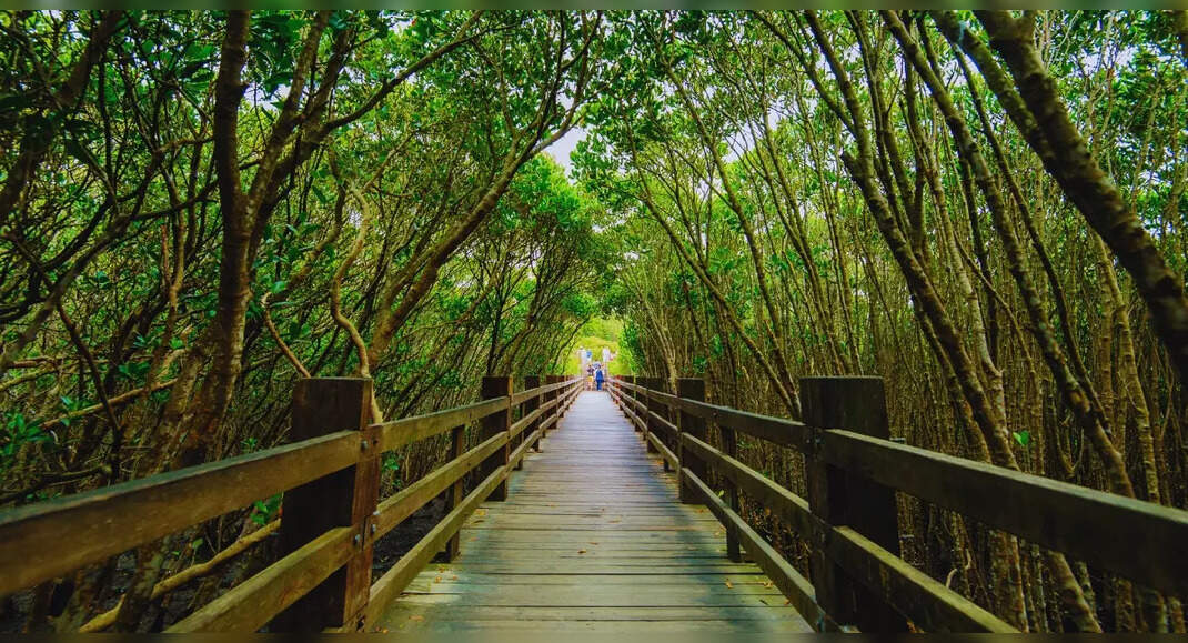 7 most famous mangrove tours from around the world | Times of India Travel