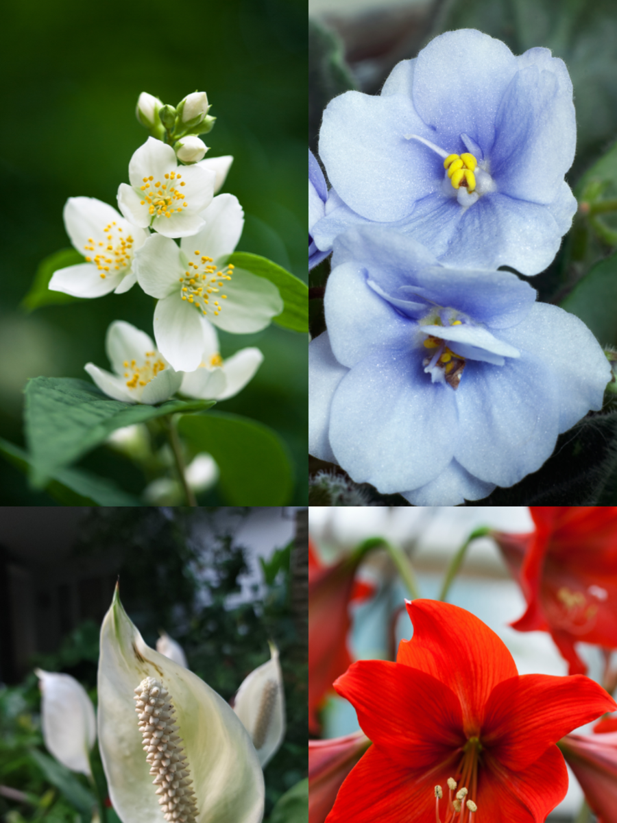 10 Indoor Flowering Plants You Can Grow Inside All Winter | Times Now