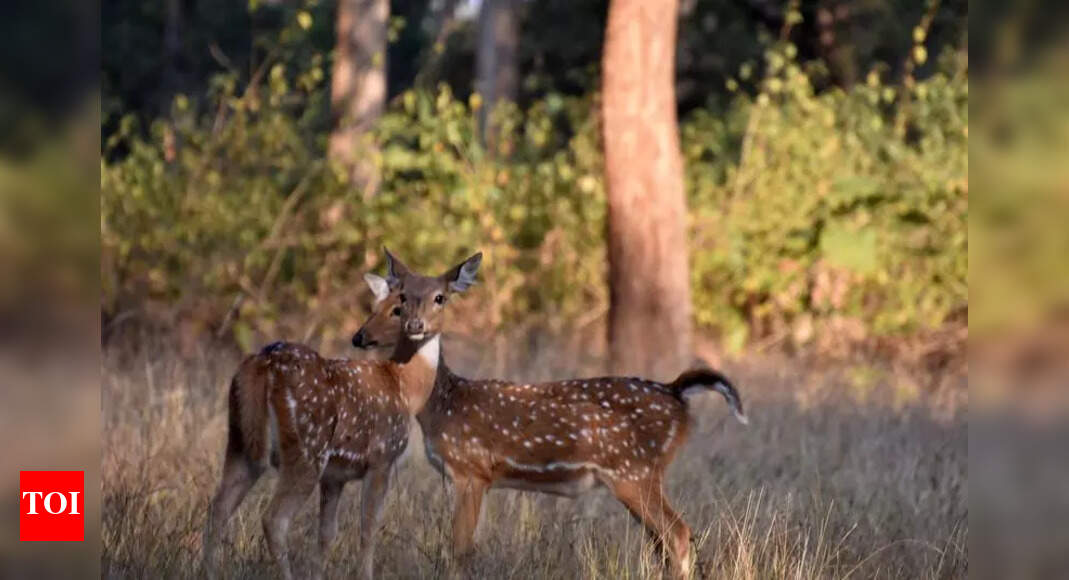 PTR obtains fresh Central Zoo Authority approval for translocating 122 ...