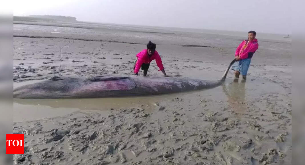 15-feet Bryde’s whale stuck in Kakdwip creek | Kolkata News - Times of ...