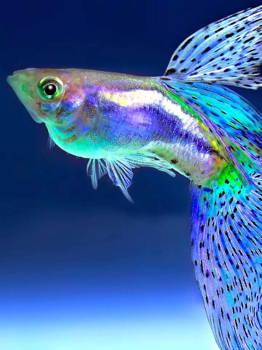 8 beginner-friendly pet fishes for home aquariums | Times of India