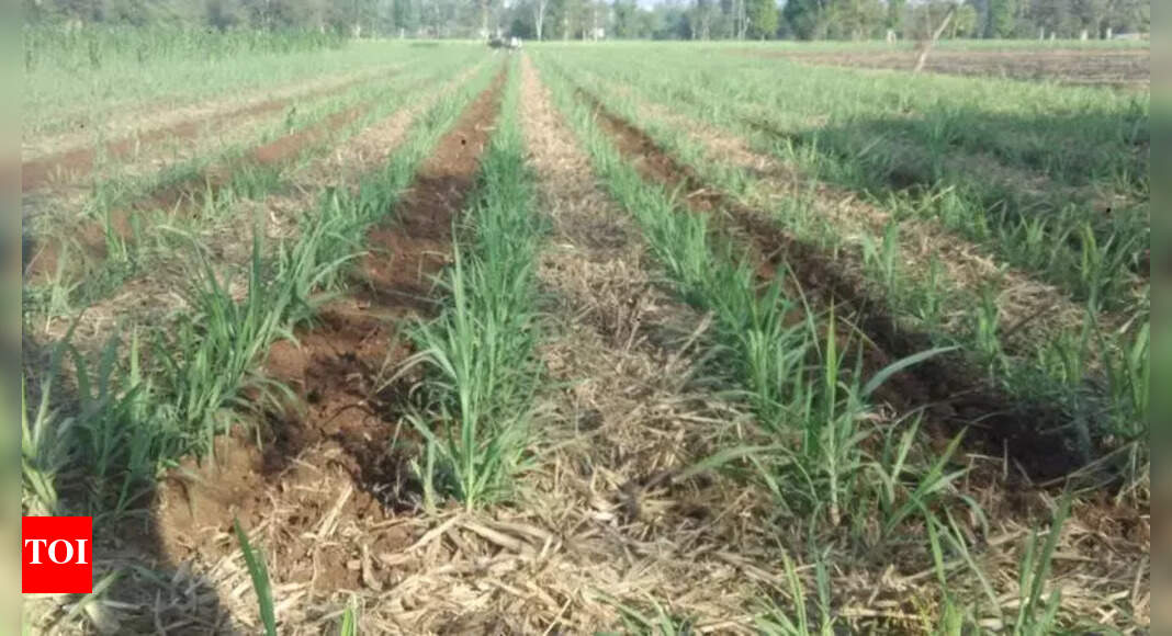 157 farmers likely to get back seized land | Nashik News - The Times of ...