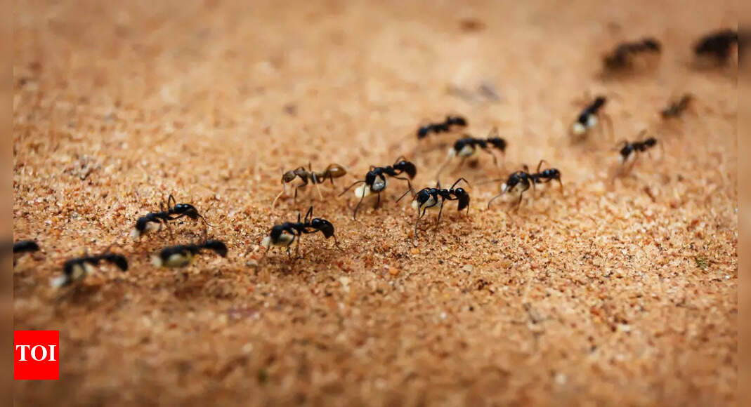 Are ants smarter than us? New study explores | - The Times of India