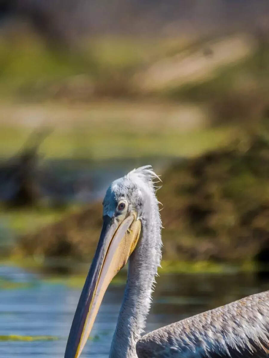 5 Largest Flying Birds In The World Times Now