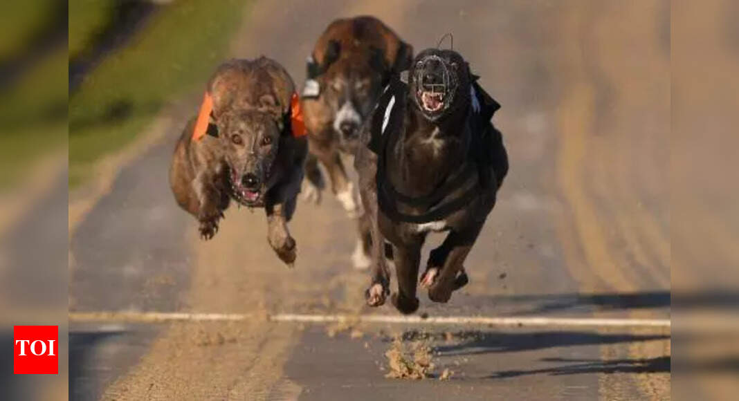 Animal rights body flags ‘greyhound race,’ asks police to file FIR ...