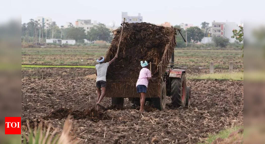 UP govt’s cow manure campaign cuts stubble burning instances | Lucknow ...