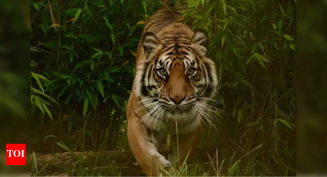 Forest dept officials trace fresh pugmarks of tiger | Lucknow News - The Times of India