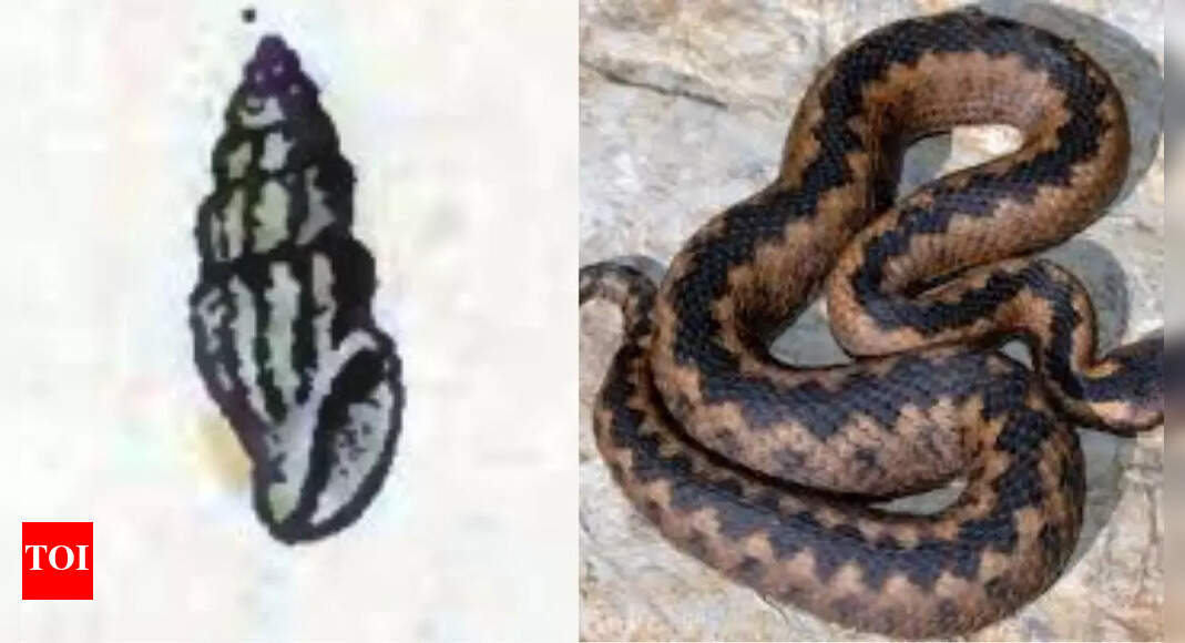 7 unique animals found in Russia | - The Times of India