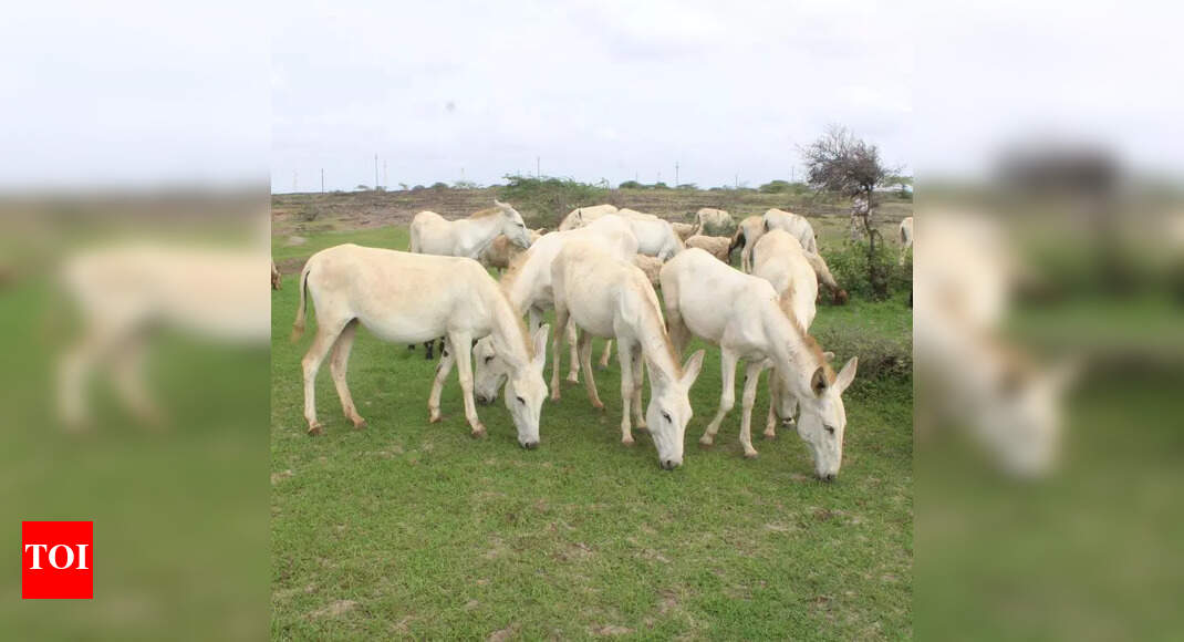 Halari donkeys, producers of world’s priciest milk, on verge of ...