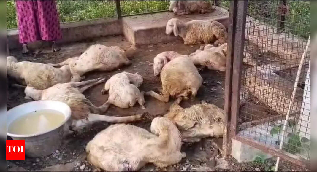 Eleven sheep killed by unidentified wild animal in Krishnagiri ...