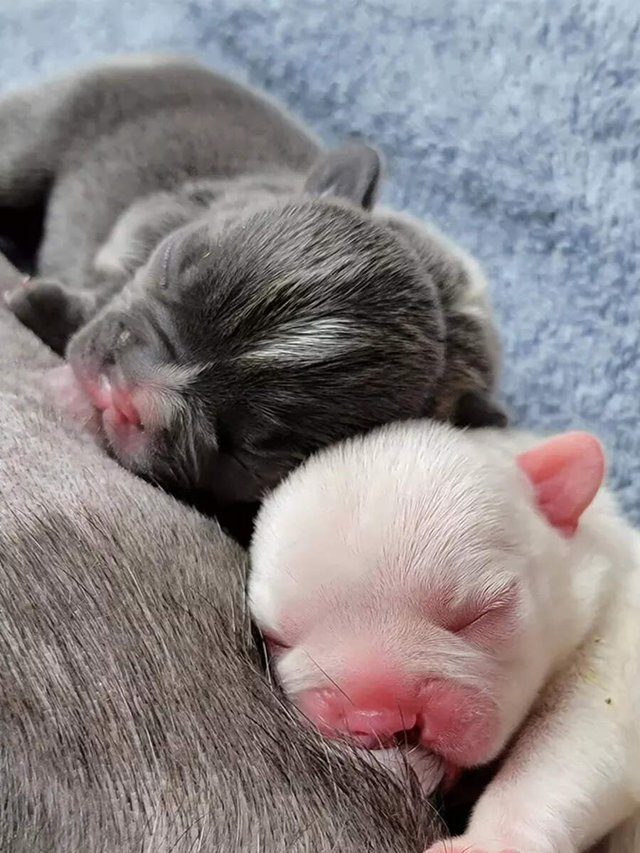 10 baby animals and what are they called | Times of India