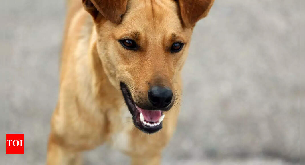 This stray dog’s journey across the Romania Schengen Border is the ...