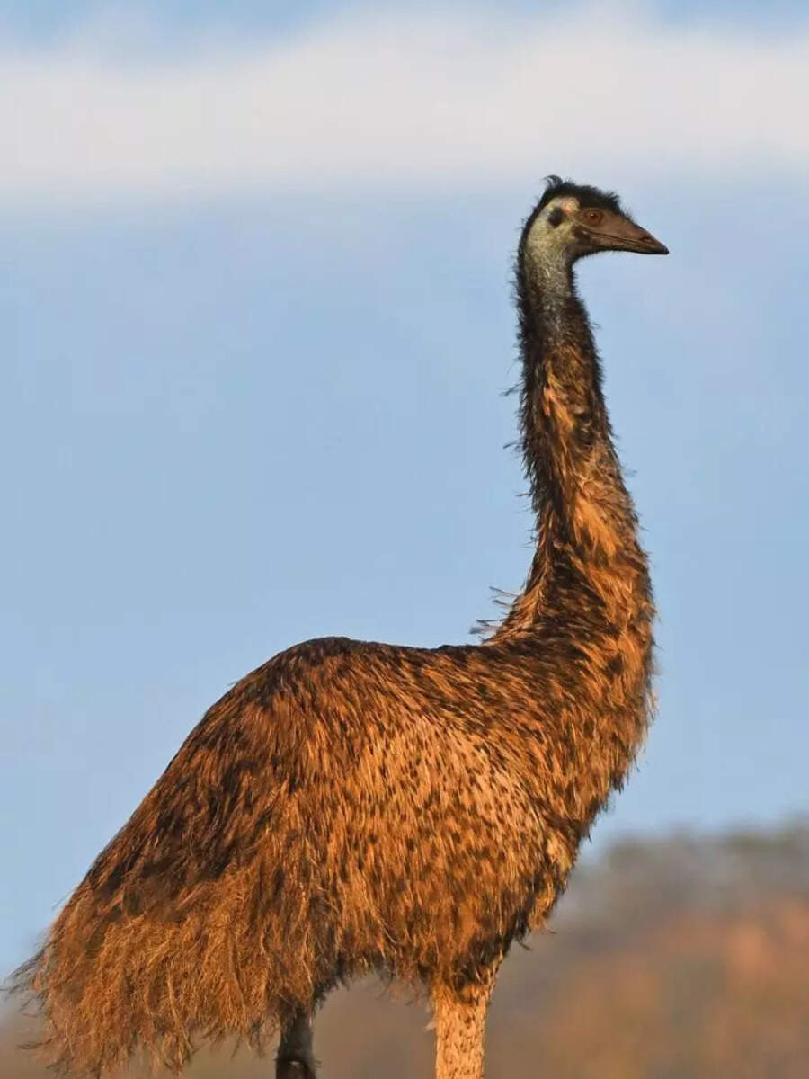 10 tallest animals in the wild | Times of India