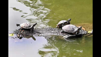 Flipper tagging campaign launched for turtles nesting along the Konkan ...