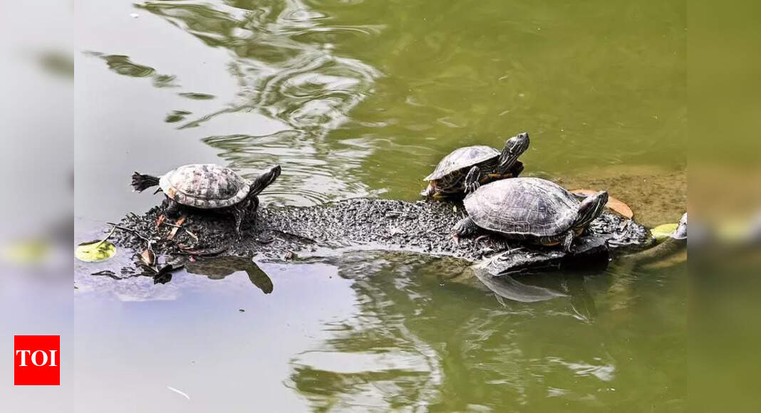 Flipper tagging campaign launched for turtles nesting along the Konkan ...