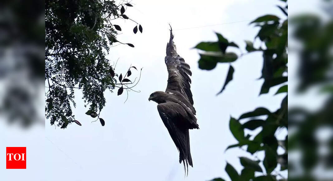 Chinese manja: Deadly strings cutting lives short | Hyderabad News ...