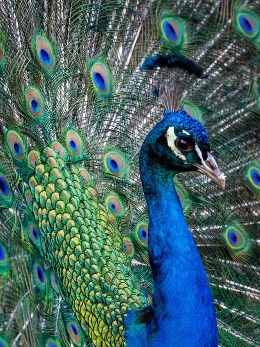 8 animals that are considered to be sacred and holy across cultures ...