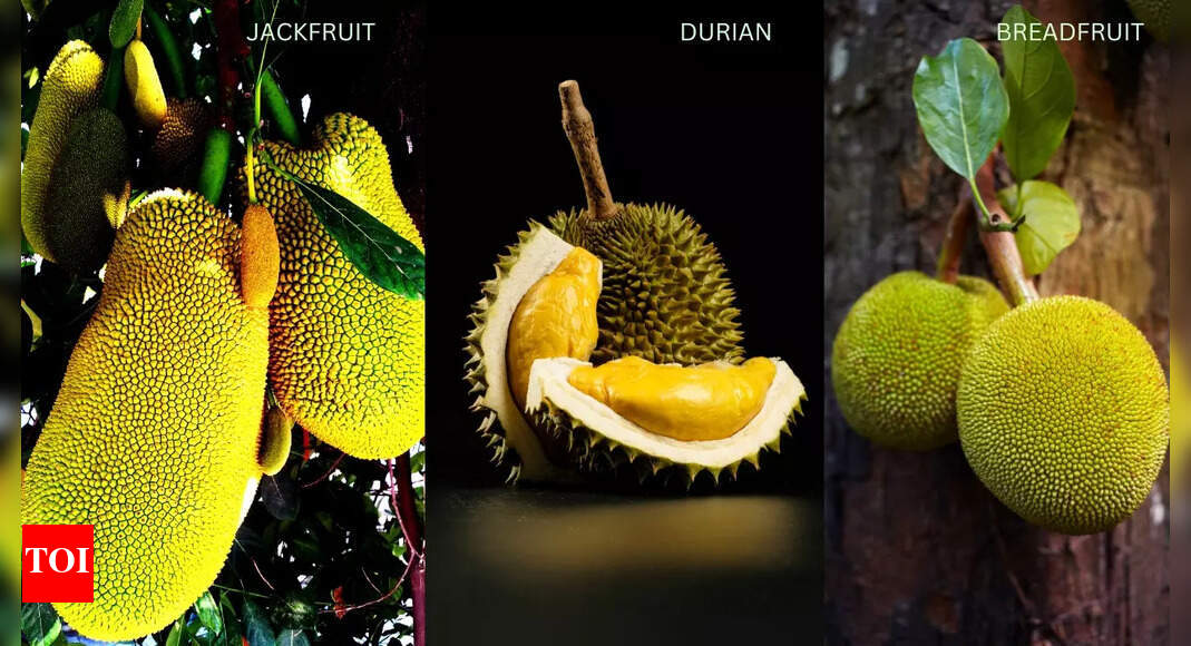 Exploring the Unique Differences Between Durian, Jackfruit, and Breadfruit | - The Times of India