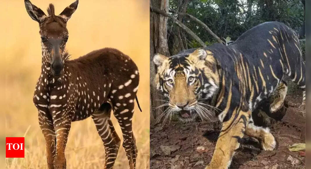 From Polk Dot Zebra to Black Tiger: Rare animals spotted recently ...