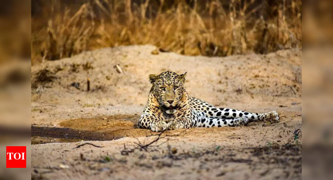 Camera trap-based leopard census launched in Rajasthan amid rising ...