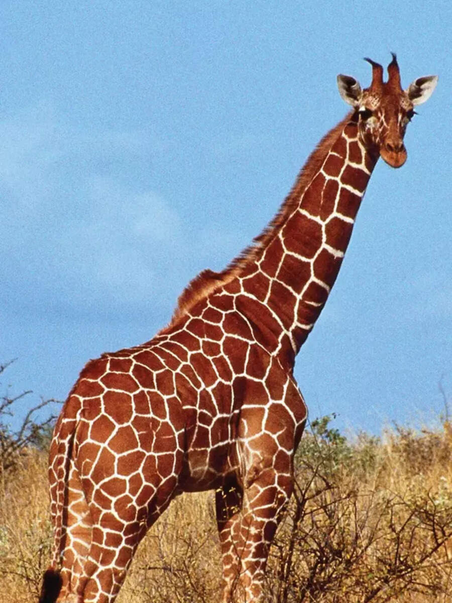 10 animals with longest legs | Times of India