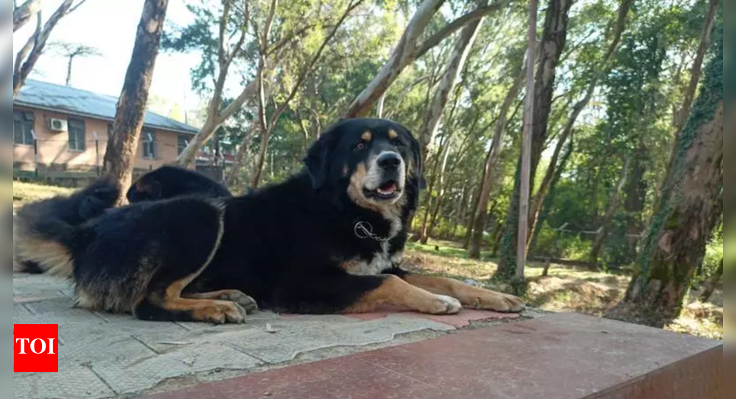 Bow wow! Himalayan ‘Gaddi’ dog now a registered breed | Chandigarh News ...