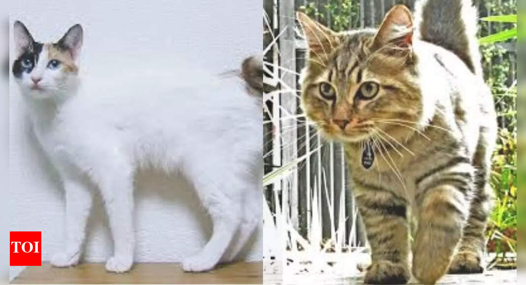 The fascinating world of Bobtail cats | - The Times of India