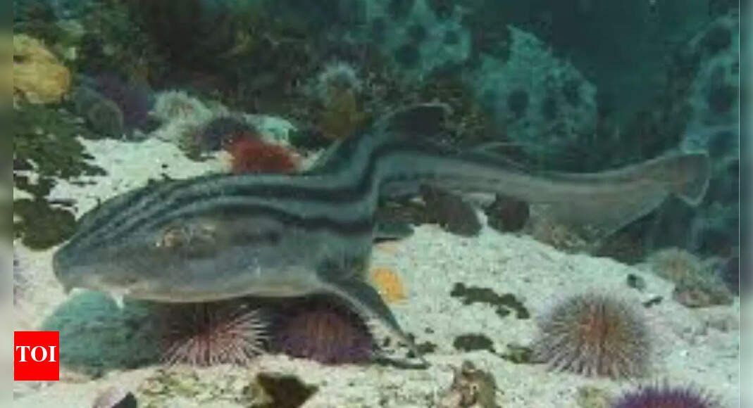 Pyjama sharks: Characteristics, mating behaviour, and other interesting ...