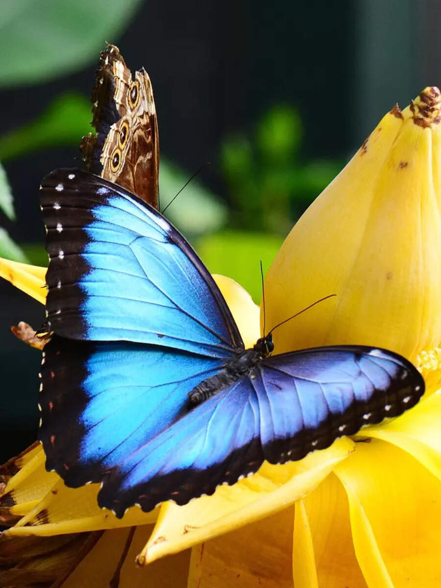 10 rare blue animals in nature | Times of India