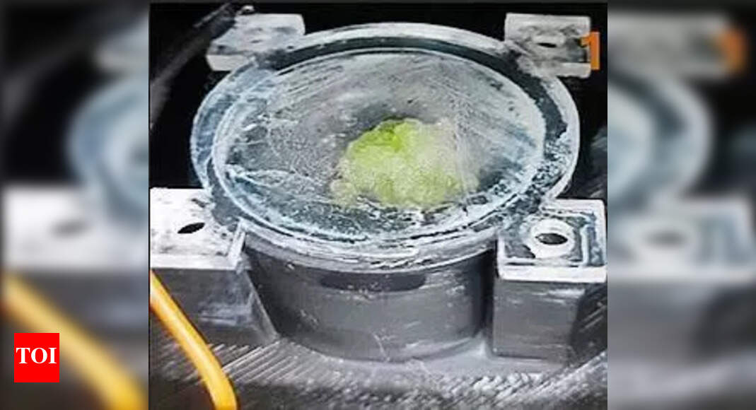 In a 1st, Indian university grows spinach tissue in space | Mumbai News ...