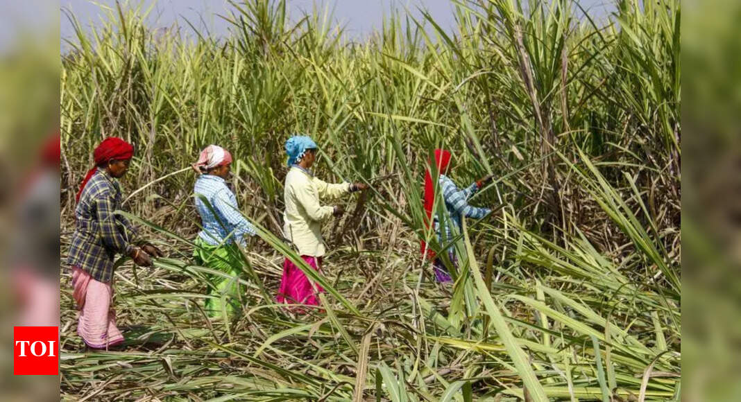 ACSIL hikes procurement price of sugarcane to Rs 3,500/tonne ...