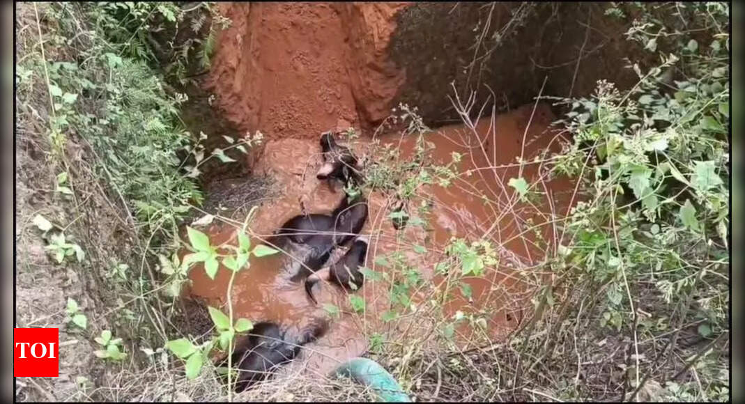 Three gaurs fall into 30 foot deep well in Dharmapuri, rescued ...