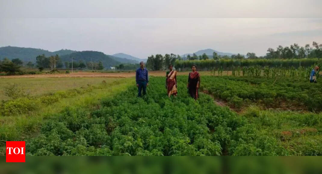 Japanese mint cultivation expanded to 40 acres in Koraput | Bhubaneswar ...