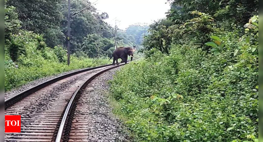 Jumbos on tracks: AI system alerts on Walayar-Kanjikode route by March ...