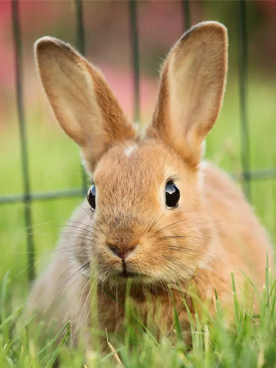 10 adorable animals known for their graceful hopping skills | Times of ...