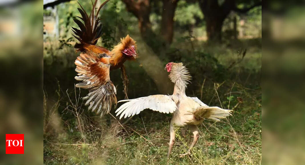 Record-high demand for Asil roosters this Sankranti season | Vijayawada ...