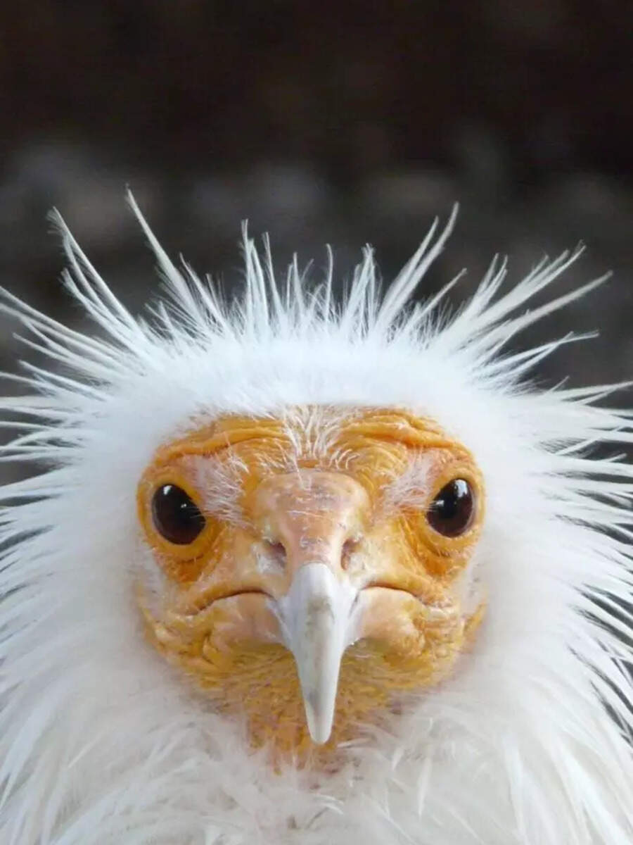 10 flying birds with the largest wingspan in the world | Times of India